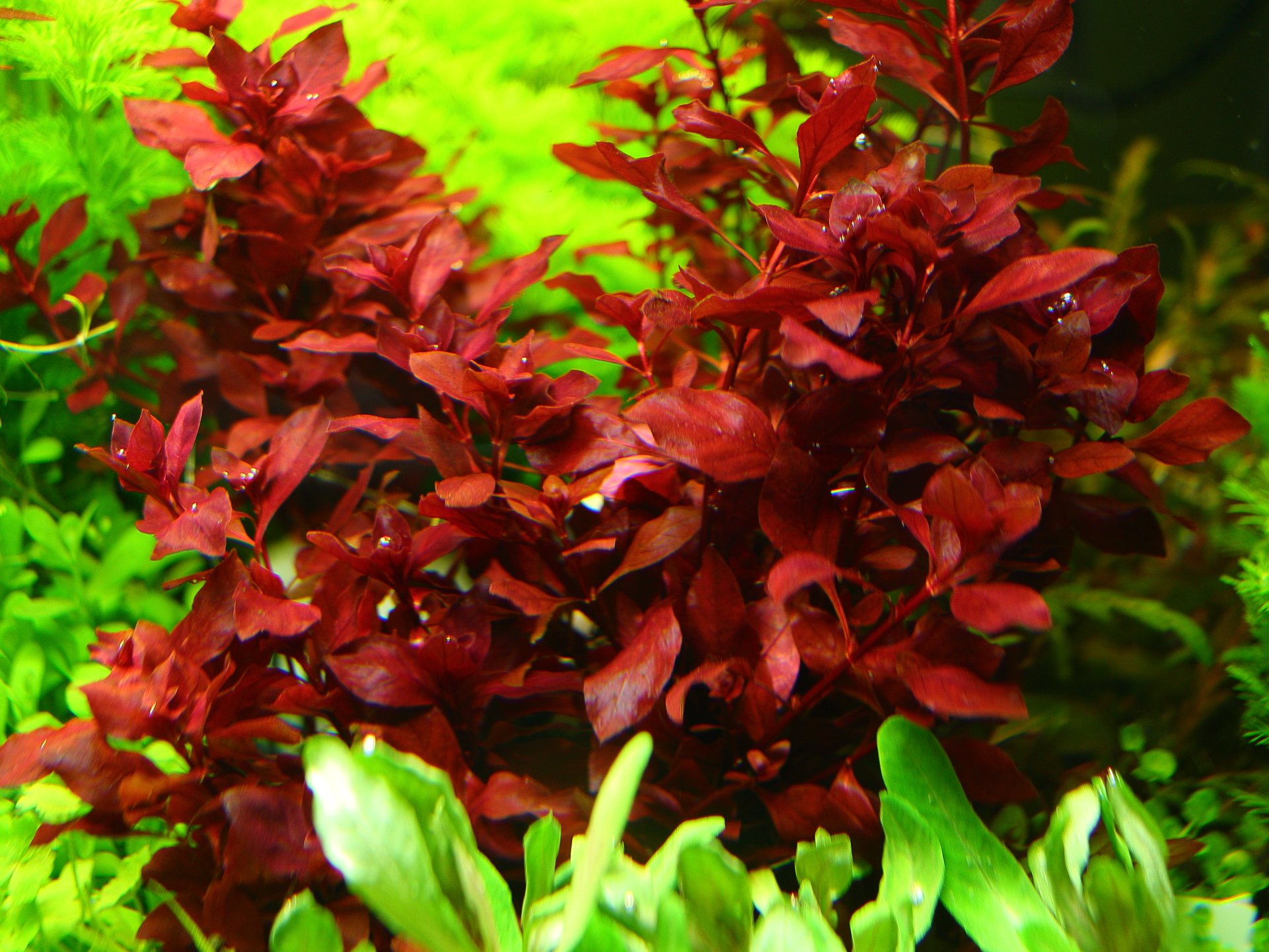 Rośliny do akwarium Ludwigia Mini Super Red XL 7146252376 - Allegro.pl