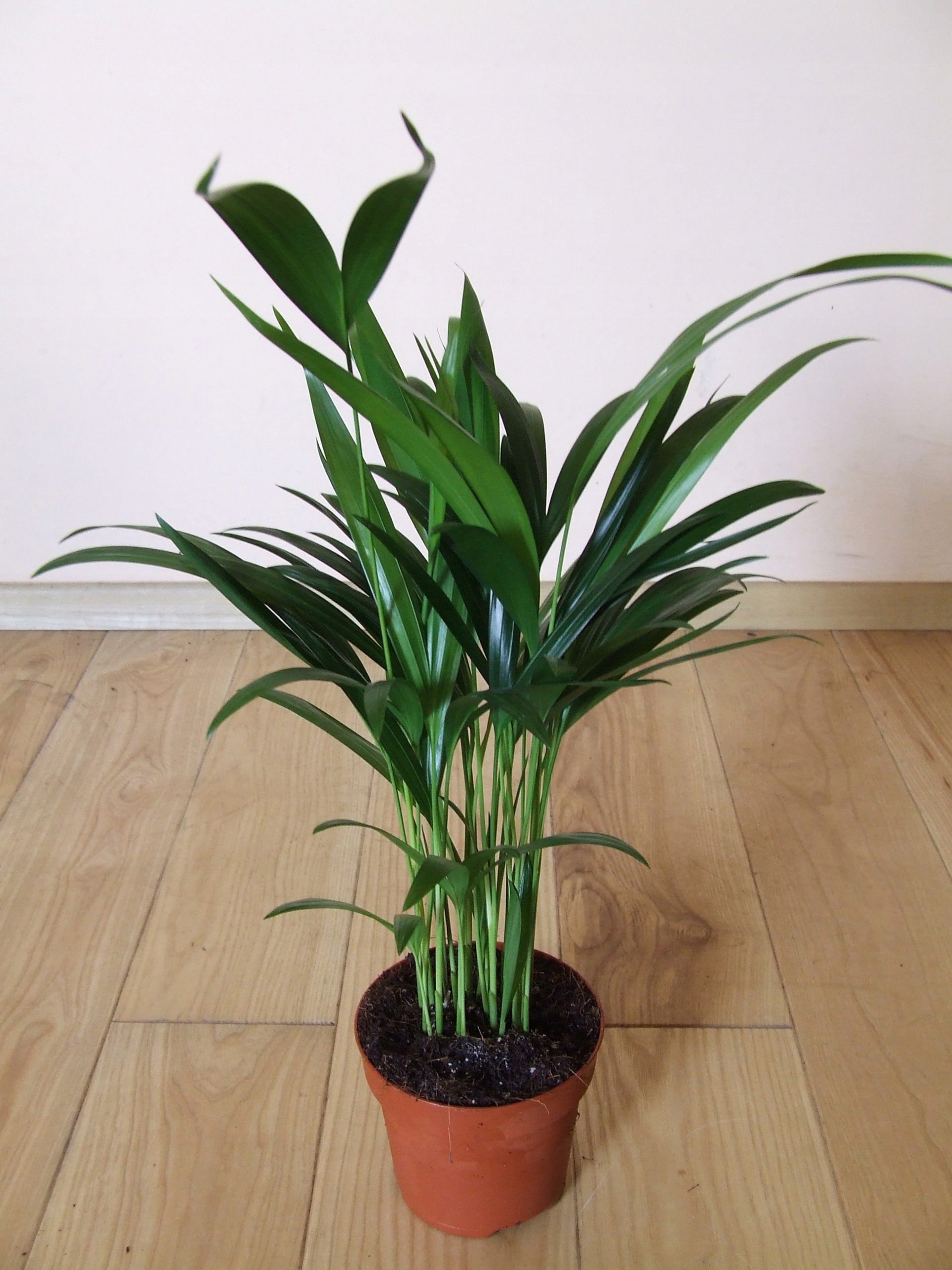 PALMA ARECA AREKA Dypsis lutescens 45 cm - 7366309898 - oficjalne ...