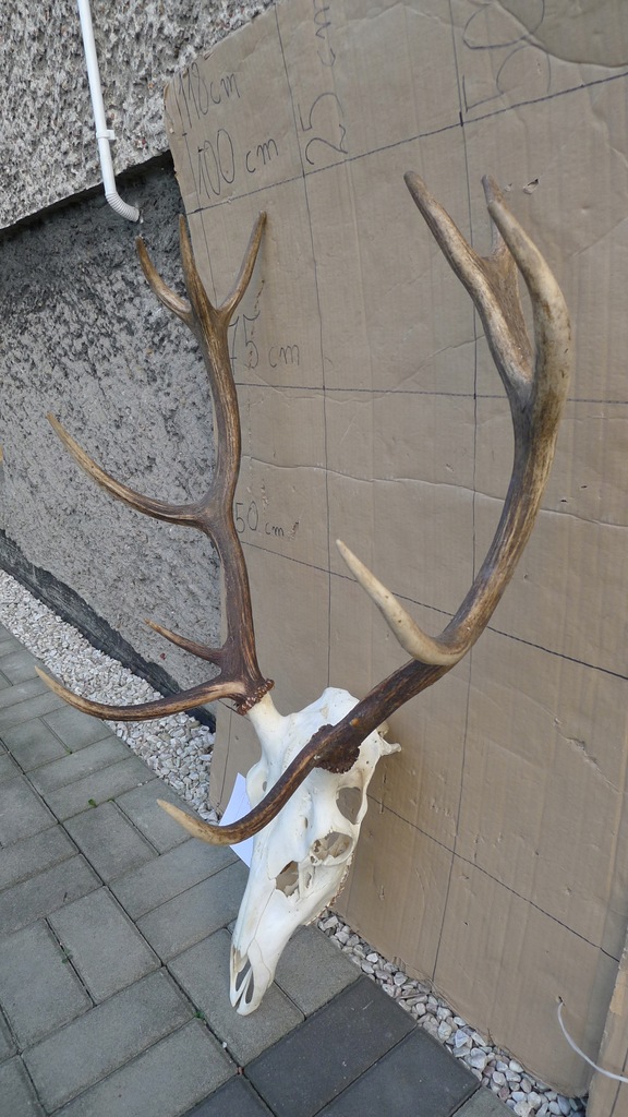 Byk jeleń trofeum poroże rogi z czaszką - 7601183857 - oficjalne ...