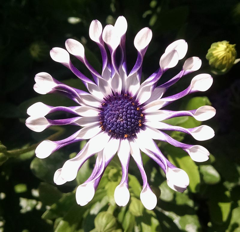 Osteospermum Margarita White Spoon - 7084940979 - oficjalne archiwum ...