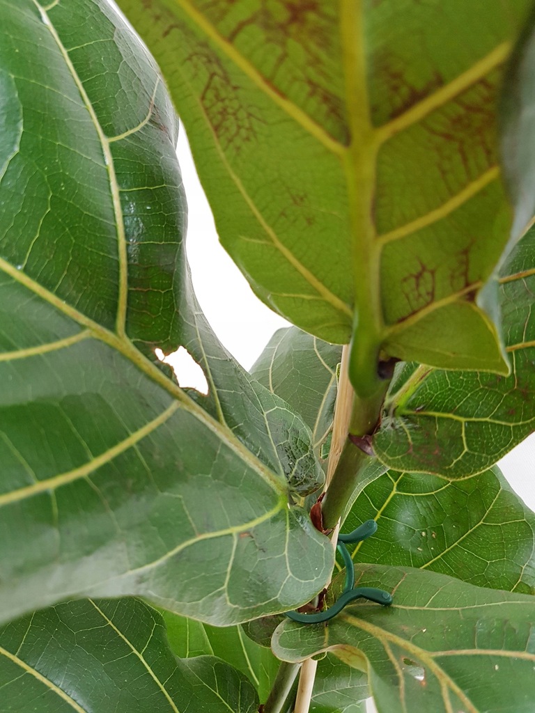 FIKUS (FICUS) LYRATA DĘBOLISTNY 95 cm - 7539253561 - oficjalne archiwum ...