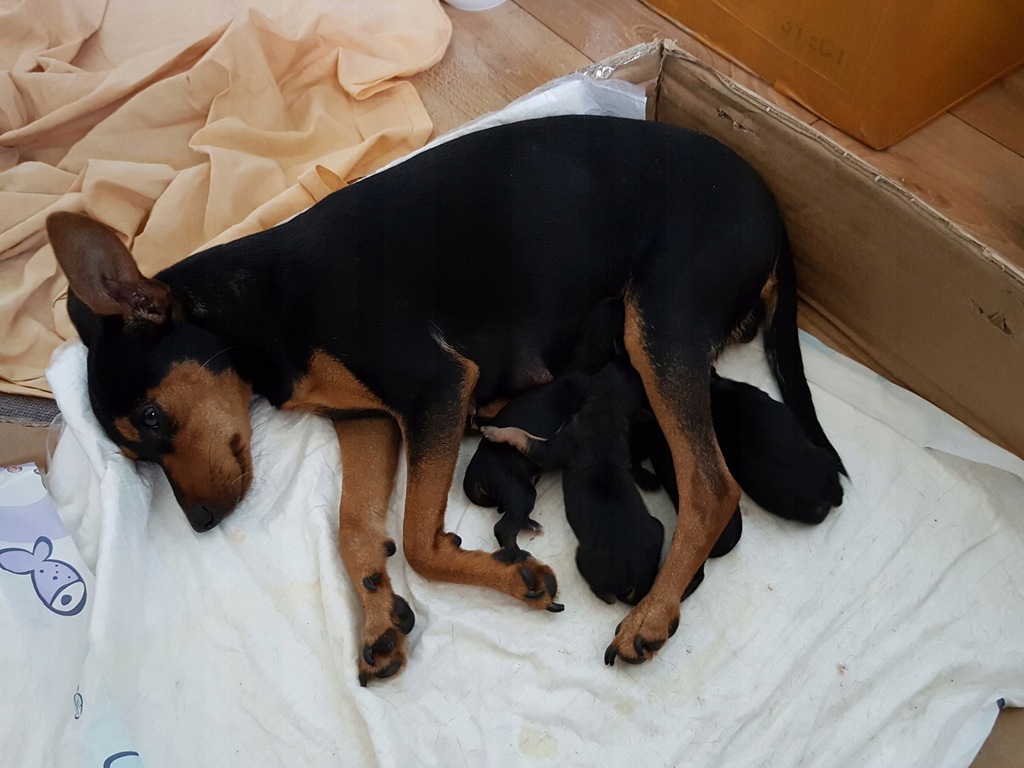 Pinczer Miniaturowy, ratlerek - 7584170510 - oficjalne archiwum Allegro