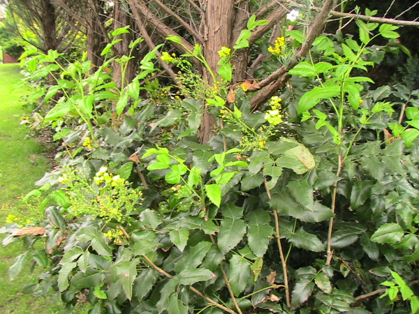 Mahoń mahonia krzew zimozielony sadzonka - 7123069010 - oficjalne ...