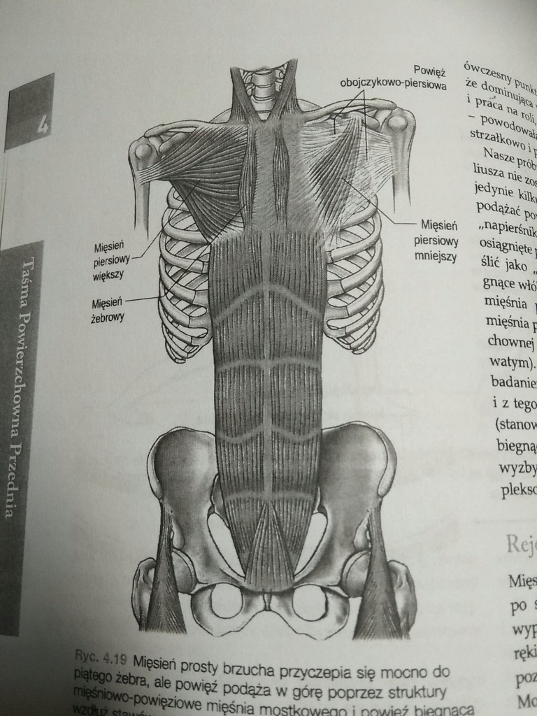 TAŚMY anatomiczne. Meridiany... Thomas W. Myers - 7703537201 ... TAŚMY anatomiczne. Meridiany... Thomas W. Myers - 7703537201 ...