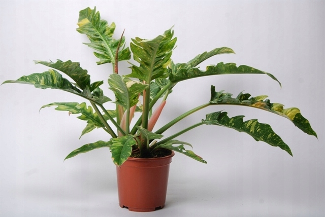 Filodendron Philodendron narrow Ring Of Fire - 7587210051 - oficjalne ...